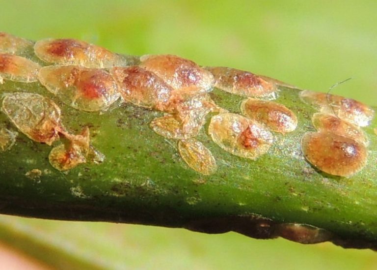 Manejo integrado de cochinillas y escamas en el cultivo de limón Tahití ...